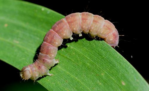 Larvae of Australian Acronictinae