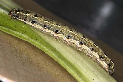 Spodoptera litura