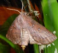 Imagoes of Australian ANTHELIDAE