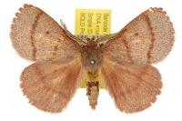 Imagoes of Australian ANTHELIDAE