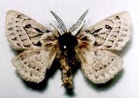 Imagoes of Australian ANTHELIDAE