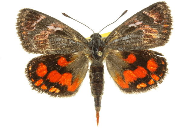 Imagoes of Australian CASTNIIDAE