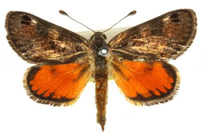 Imagoes of Australian CASTNIIDAE