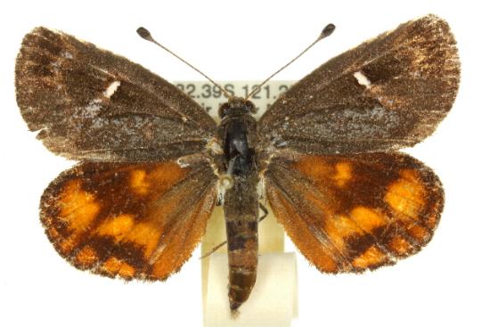 Imagoes of Australian CASTNIIDAE