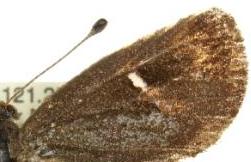 Forewings of Australian CASTNIIDAE