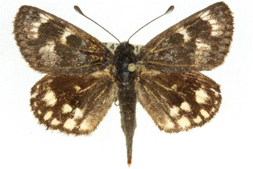 Imagoes of Australian CASTNIIDAE