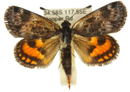 Imagoes of Australian CASTNIIDAE