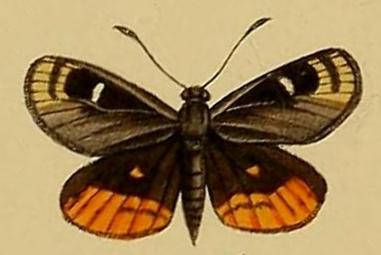 Imagoes of Australian CASTNIIDAE
