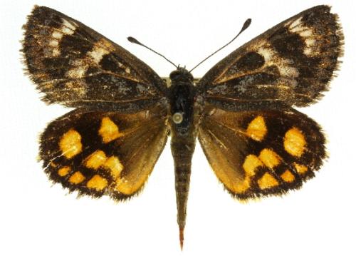 Imagoes of Australian CASTNIIDAE