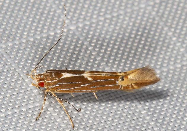 Imagoes of Australian COSMOPTERIGIDAE