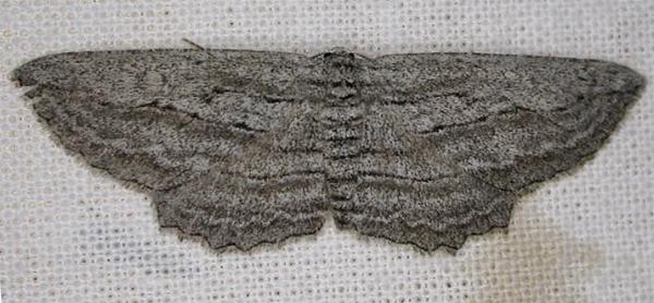 Euphronarcha leptodesma