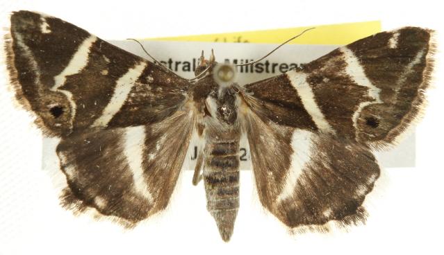 Grammodes pulcherrima
