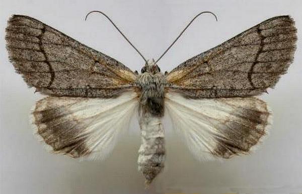 Cerura melanoglypta