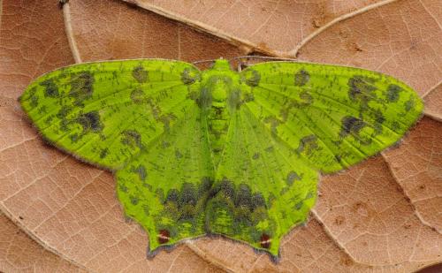 Female Imagoes of Australian GEOMETRIDAE