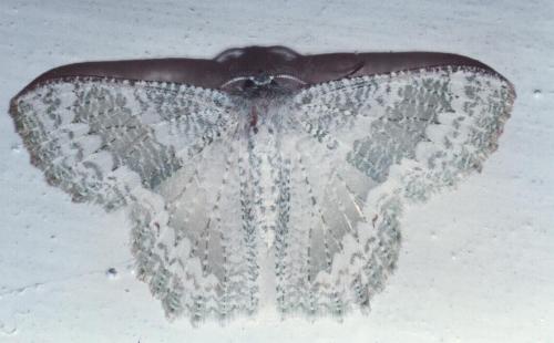 Eucyclodes pieroides
