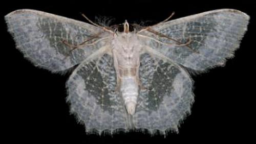 Eucyclodes pieroides