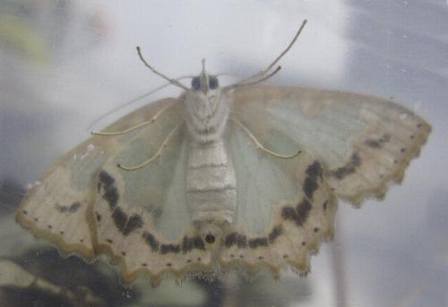 Eucyclodes pieroides
