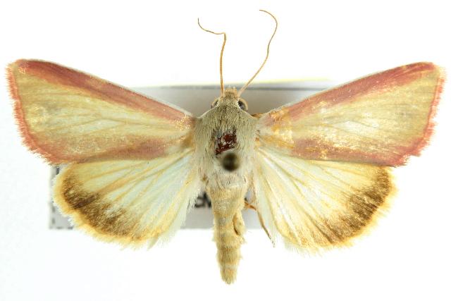 Adisura marginalis