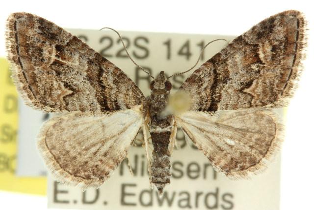 Phrissogonus laticostata