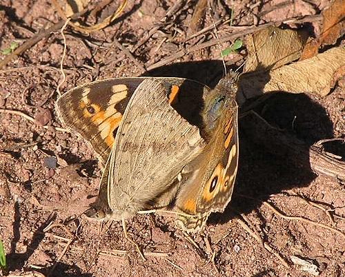 Junonia villida