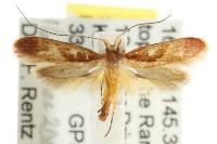 Imagoes of Australian OTHER OECOPHORINAE