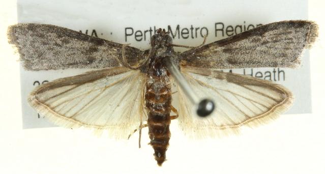 Ectomyelois ceratoniae