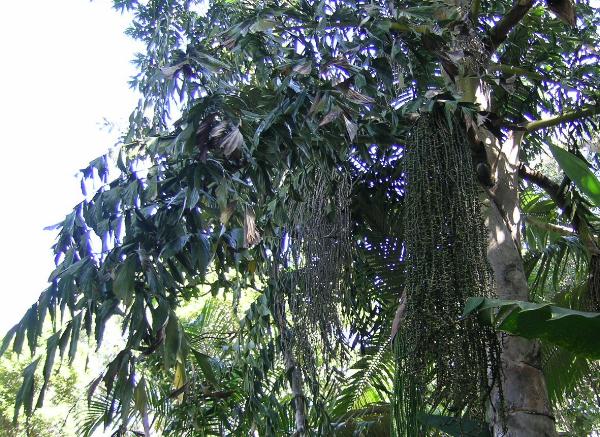 Australian Arecaceae