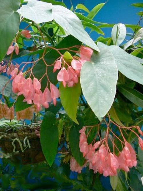Australian Begoniaceae