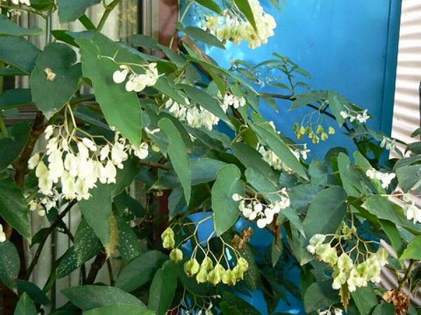 Australian Begoniaceae