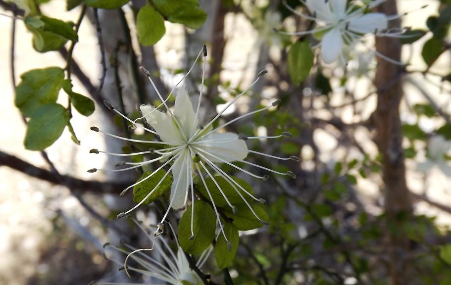 Australian Capparaceae
