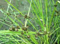 Australian Cyperaceae