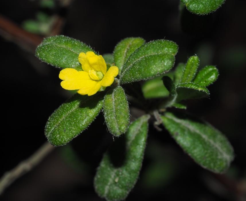 Australian Dilleniaceae