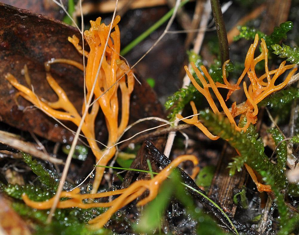 Australian Fungi