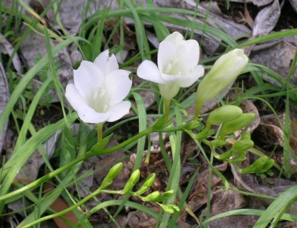 Australian Iridaceae