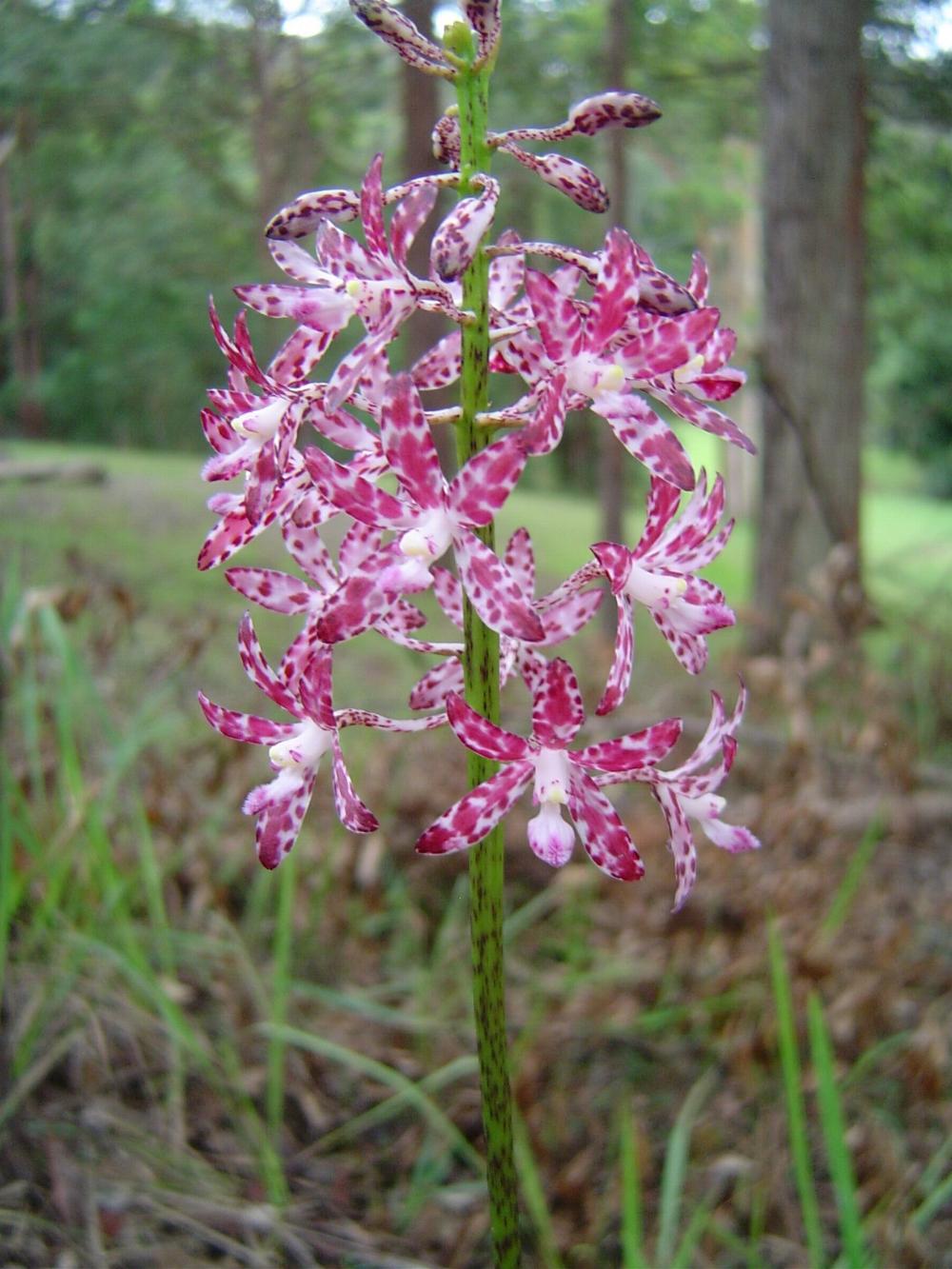 Australian Orchidaceae