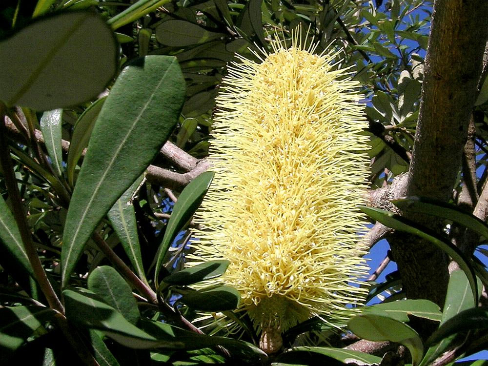 Australian Proteaceae