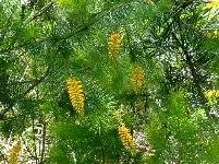 Australian Proteaceae