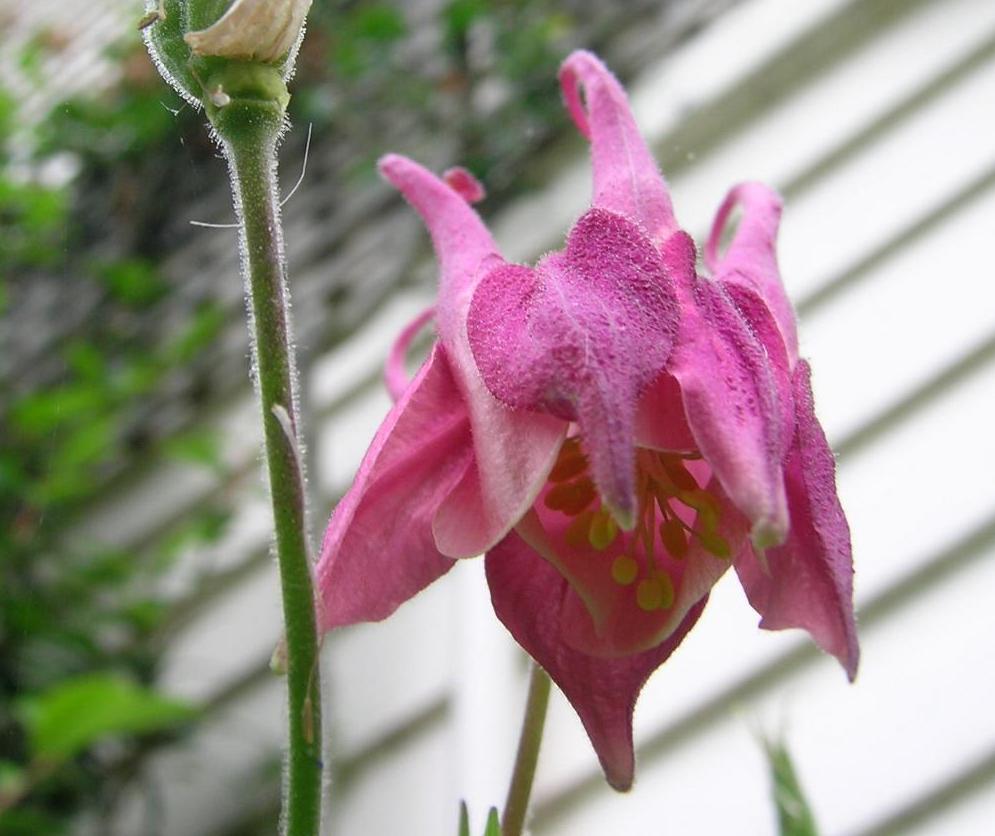 Australian Ranunculaceae