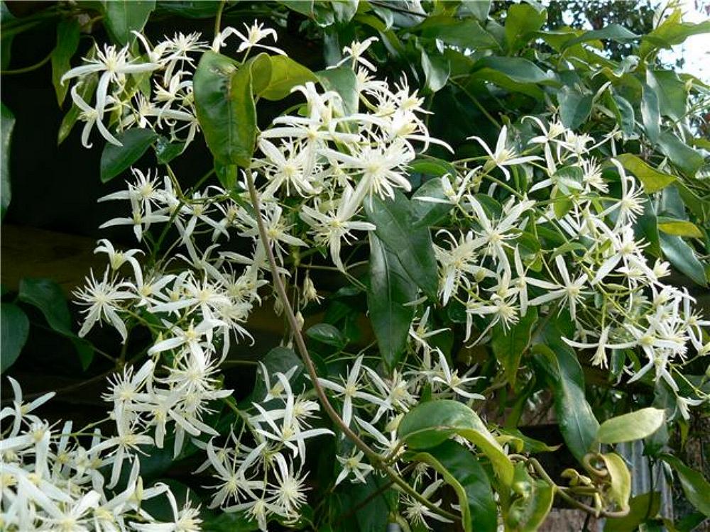 Australian Ranunculaceae