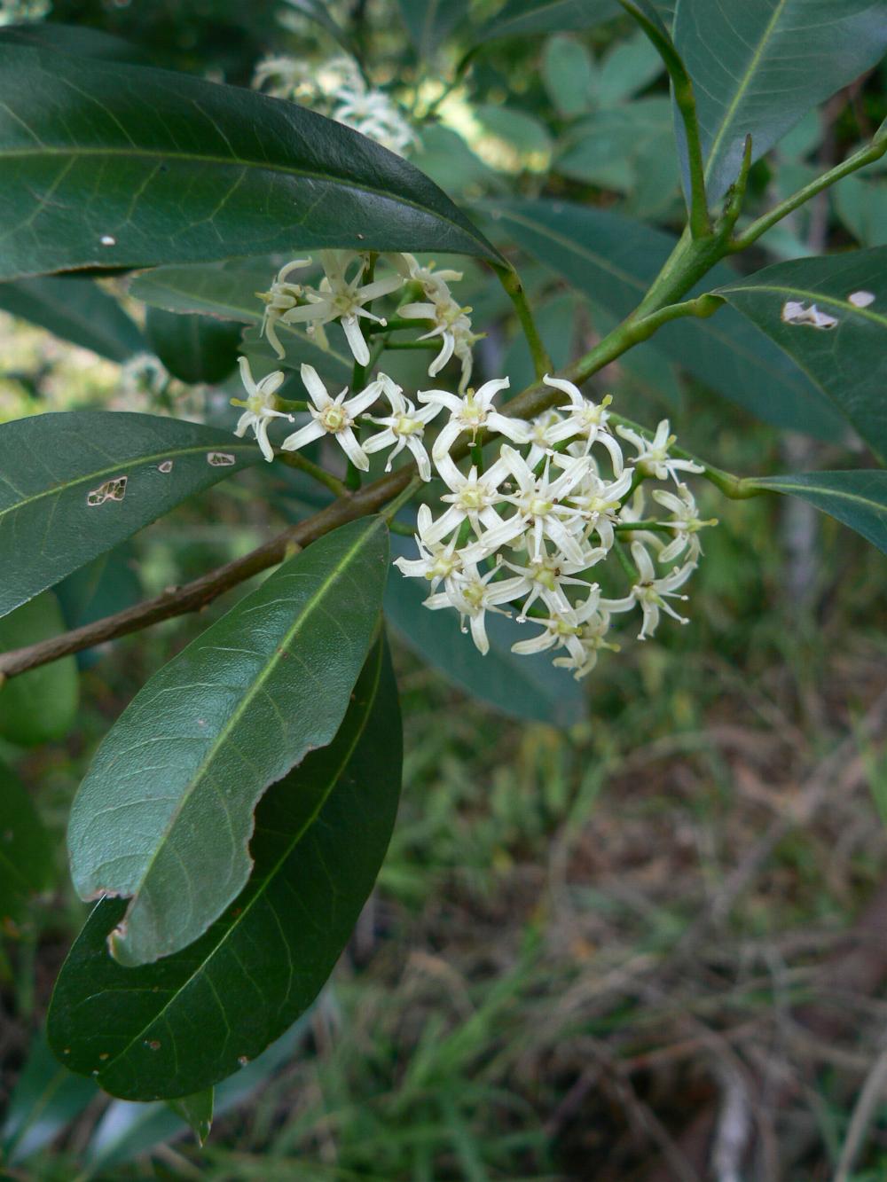 Australian Rutaceae