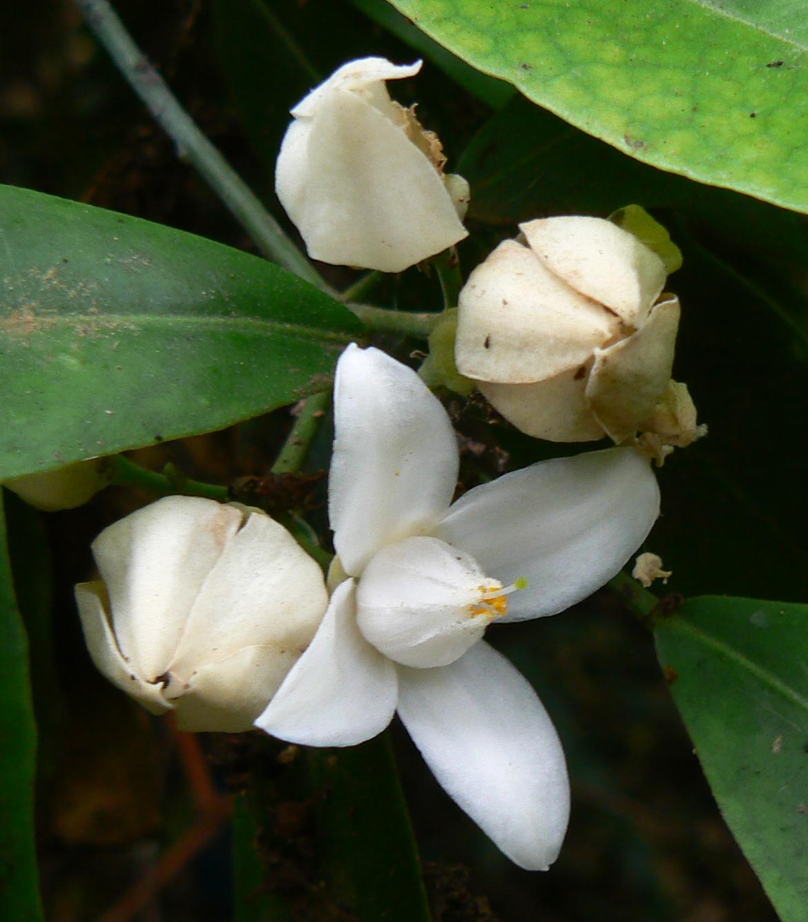 Australian Rutaceae