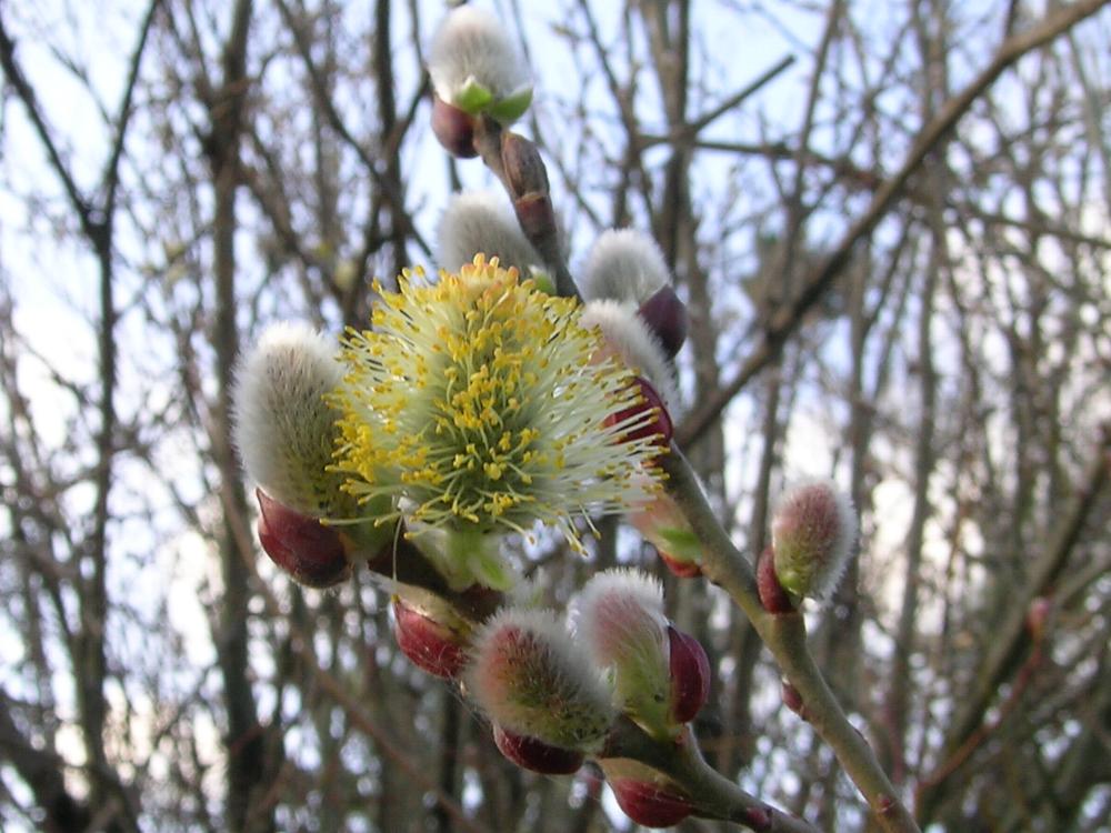 Australian Salicaceae