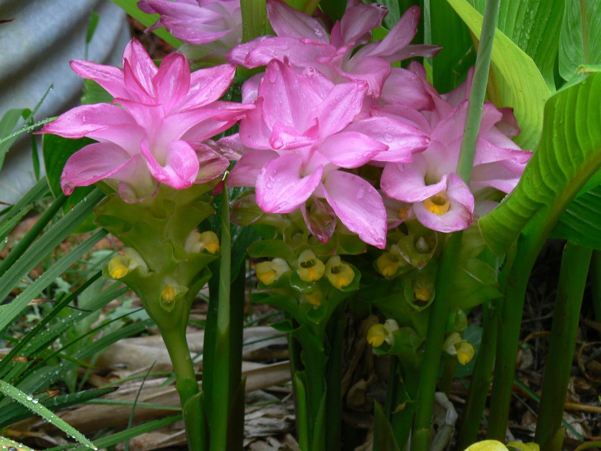 Australian Zingiberaceae