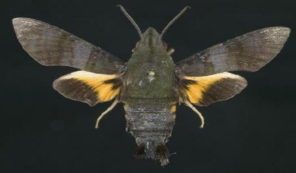 Macroglossum corythus approximans
