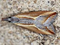 Imagoes of Australian TORTRICINAE