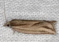 Imagoes of Australian TORTRICINAE