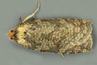 Imagoes of Australian TORTRICINAE