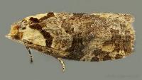 Imagoes of Australian TORTRICINAE