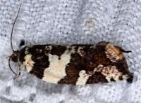 Imagoes of Australian TORTRICINAE
