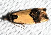 Imagoes of Australian TORTRICINAE